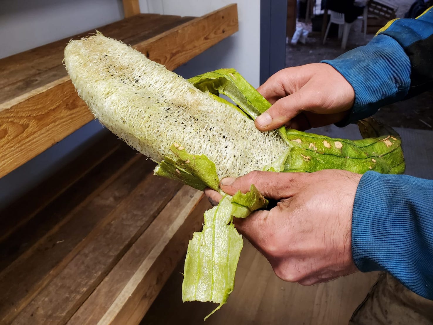 Luffa : une courge « éponge » pour la vaisselle cultivée en Touraine ...