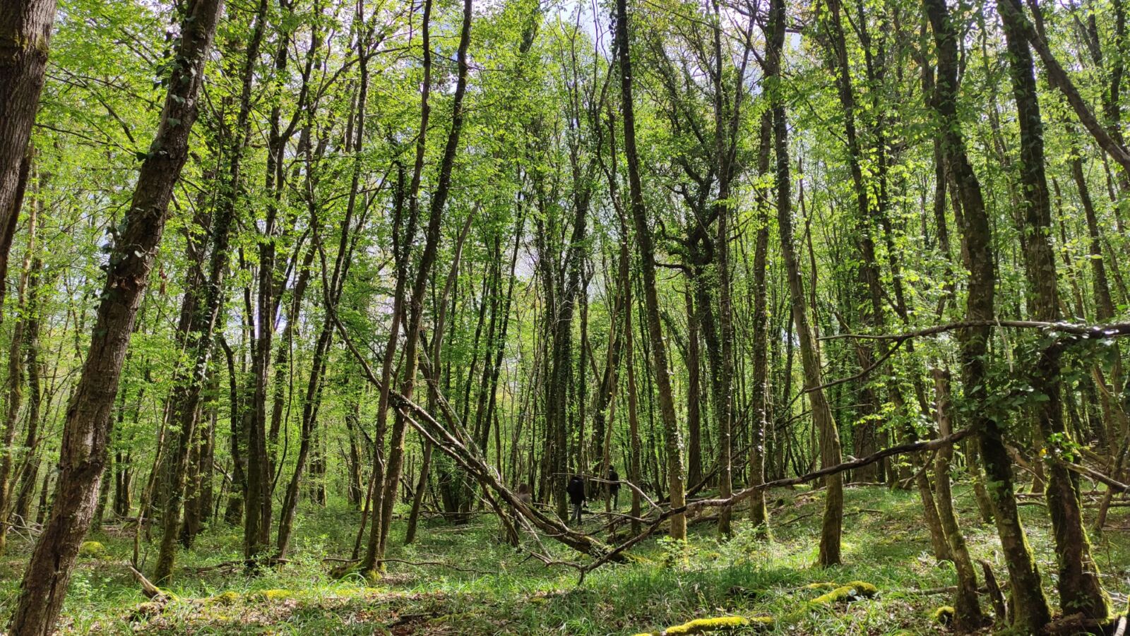 Sologne, terrain de chasse des ultra-riches : Olivier Bouygues placé en ...